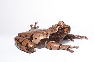 Spiny-headed tree frog Facts for Kids