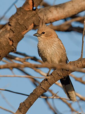 Chirruping wedgebill Facts for Kids