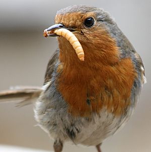 European robin Facts for Kids
