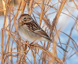 Field sparrow Facts for Kids