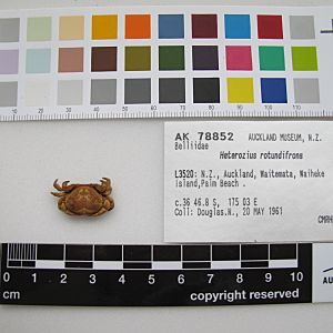 Big hand crab Facts for Kids