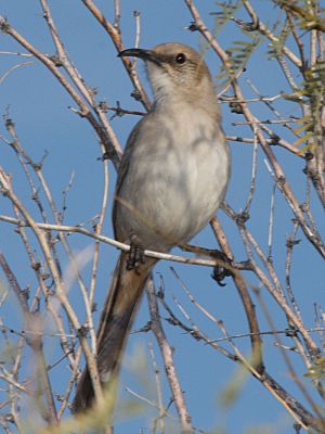 LeConte's thrasher Facts for Kids
