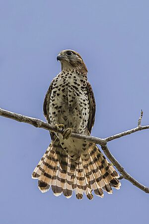 Mauritius kestrel Facts for Kids