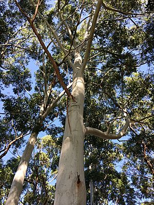 Sydney blue gum Facts for Kids