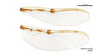 Northern evening darner Facts for Kids