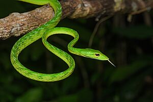 Malayan green whipsnake Facts for Kids