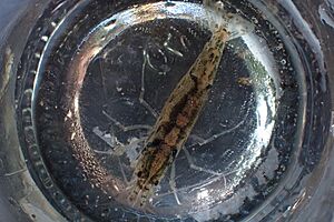 Australian Amano Shrimp Facts for Kids