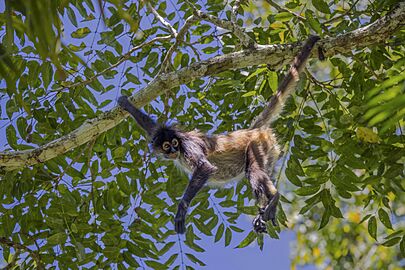Mexican spider monkey Facts for Kids