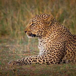 Leopard Facts for Kids