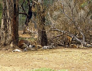 Red kangaroo Facts for Kids