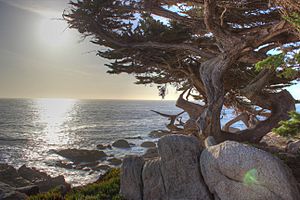 Ghost Trees Facts for Kids