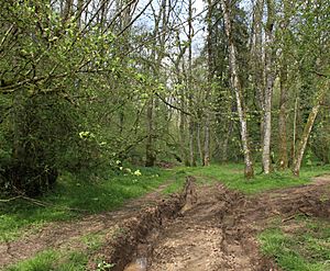 Asham Wood Facts for Kids