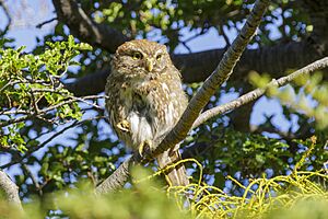Austral pygmy owl Facts for Kids