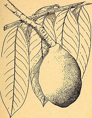 Sun sapote Facts for Kids