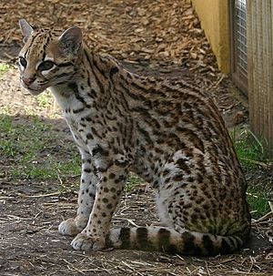 Ocelot Facts for Kids