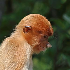 Proboscis monkey for Kids
