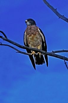 Swainson's hawk Facts for Kids