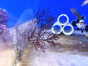 Long ogo Facts for Kids