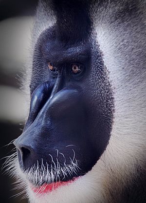 Drill (animal) Facts for Kids