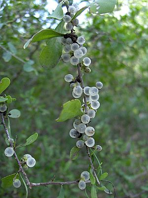 Phaulothamnus Facts for Kids