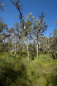 Bushland Facts for Kids