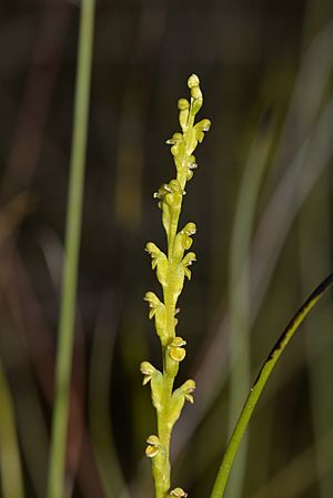 Dark mignonette orchid Facts for Kids