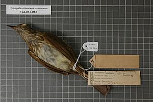 Olive bulbul Facts for Kids