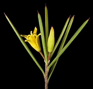 Persoonia sulcata Facts for Kids
