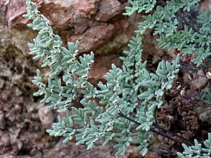 Southwestern false cloak fern Facts for Kids