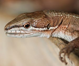 Japanese grass lizard Facts for Kids