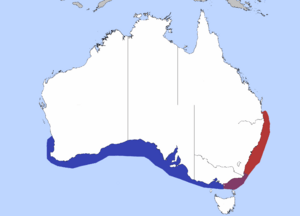 Blue groper Facts for Kids