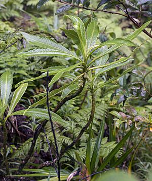 Cyanea (plant) Facts for Kids