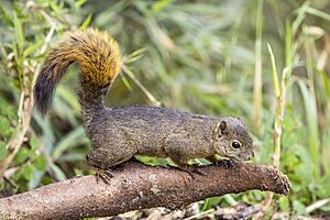 Red-tailed squirrel Facts for Kids