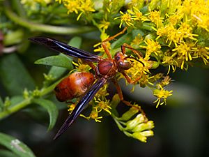 Polistes carolina Facts for Kids