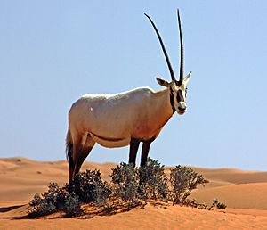 Arabian oryx Facts for Kids