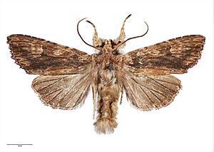 Meterana pascoei for Kids