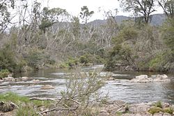 Murray River Facts for Kids