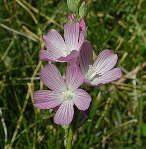 Owens Valley sidalcea Facts for Kids