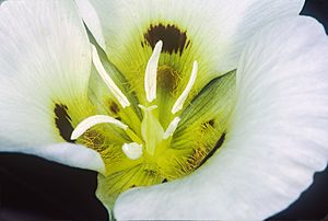 Callahan's mariposa lily Facts for Kids