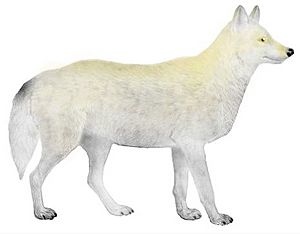 Baffin Island wolf Facts for Kids