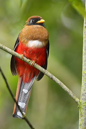 Masked trogon Facts for Kids