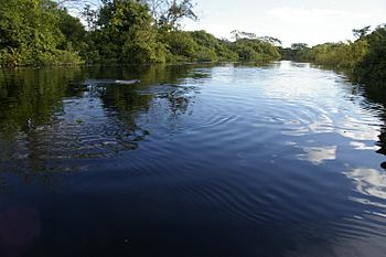 Yacuma River Facts for Kids