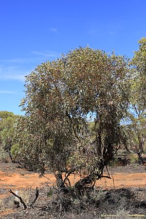 Pointed mallee Facts for Kids