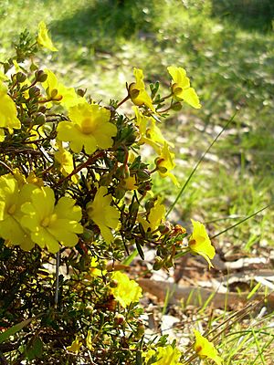 List of Hibbertia species Facts for Kids