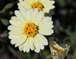 Pale yellow tidytips Facts for Kids