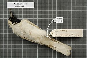 Chuuk monarch Facts for Kids