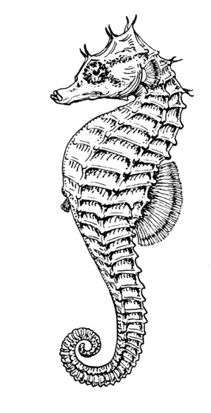 Lined seahorse Facts for Kids