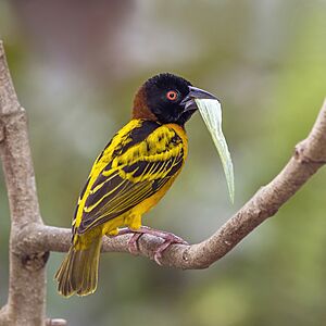 Village weaver Facts for Kids