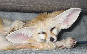 Fennec fox Facts for Kids