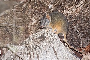 Antechinus Facts for Kids